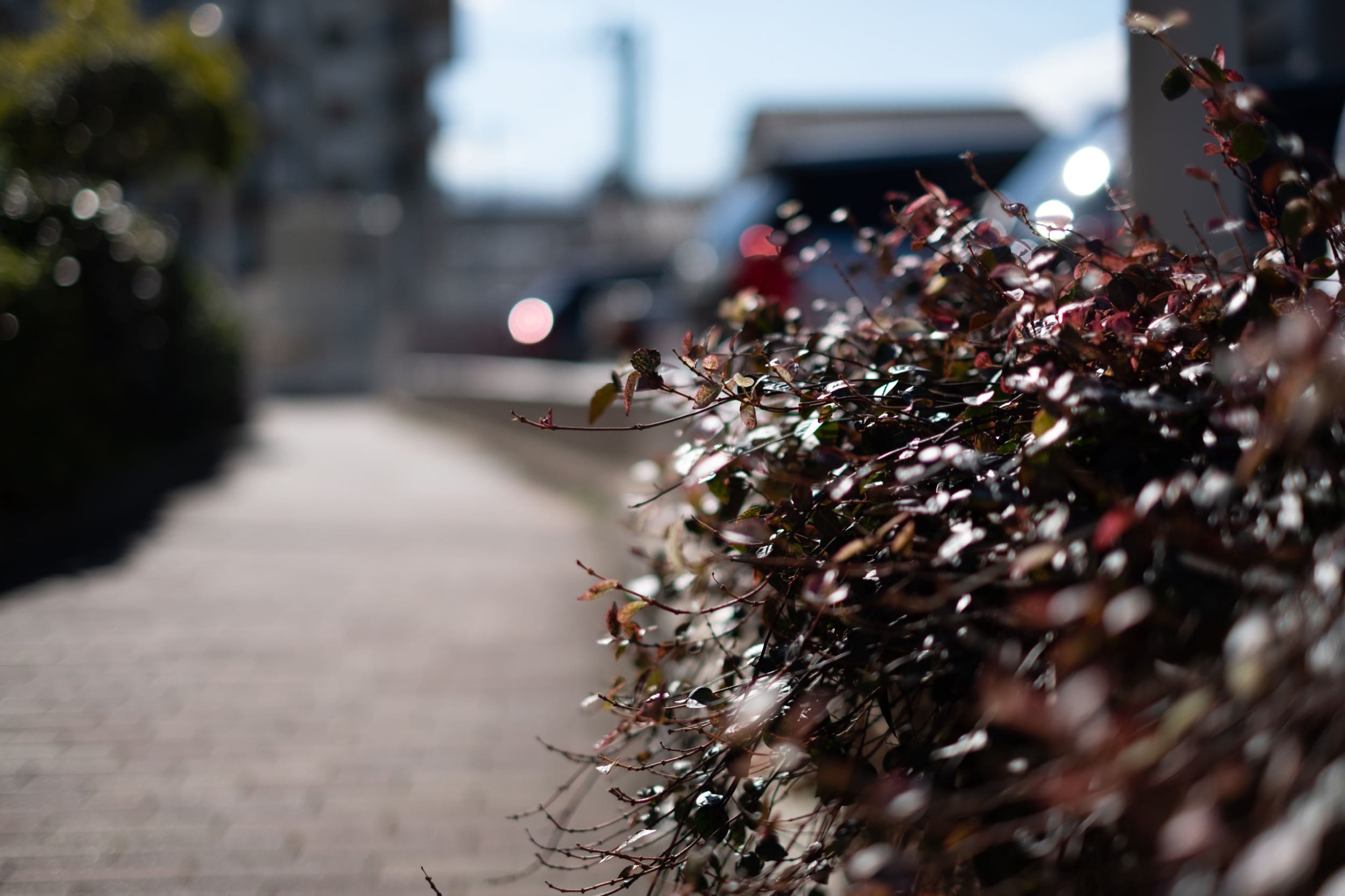 Fujifilm 35mm f1.4 Review & Sample Photos | Alik Griffin