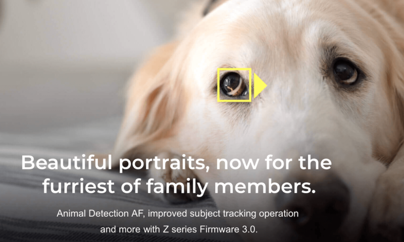 Nikon Animal Eye and Face AF | Alik Griffin