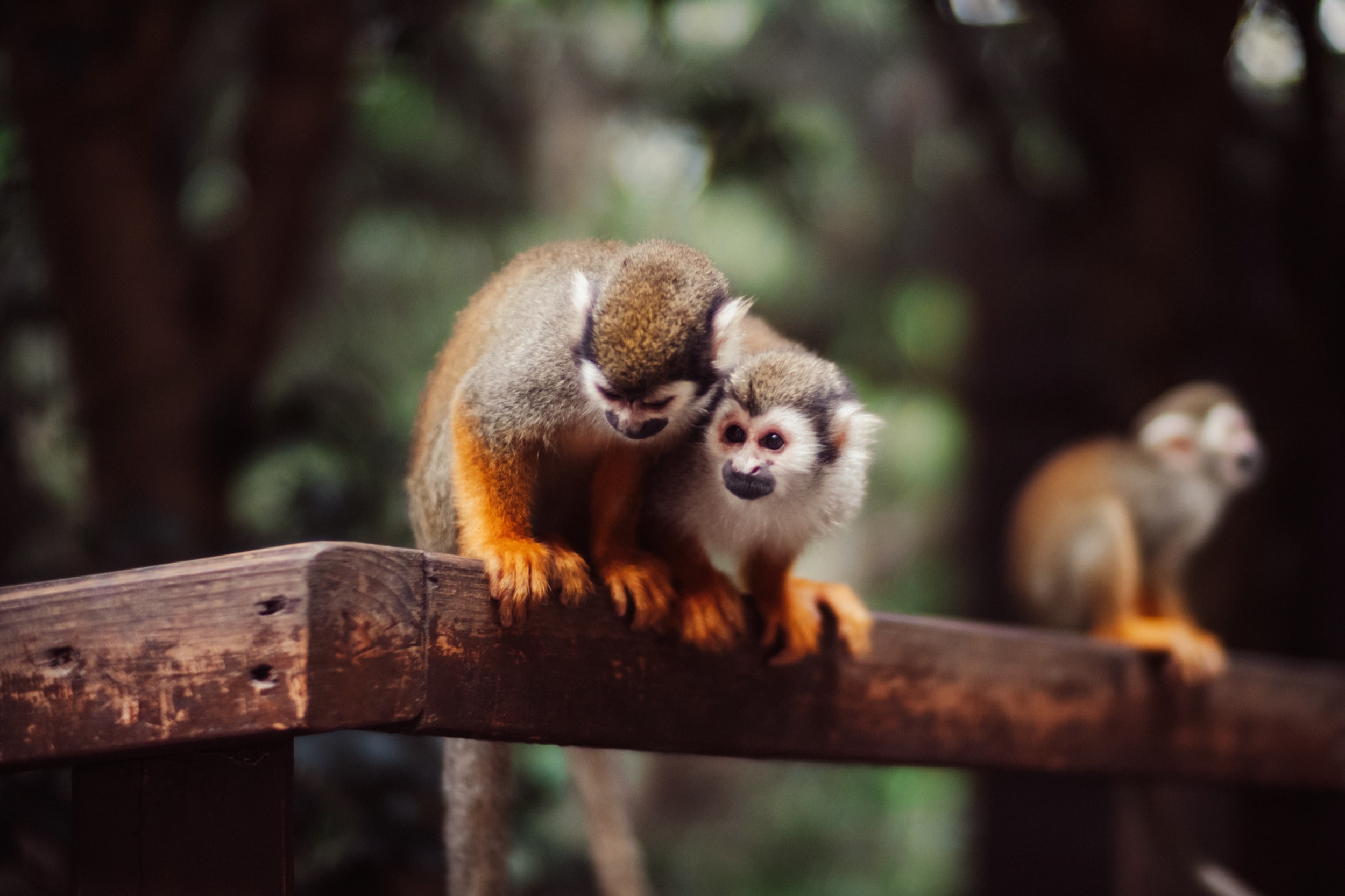 Kipon Ibelux 40mm f0.85 III Review & Sample Photos | Alik Griffin